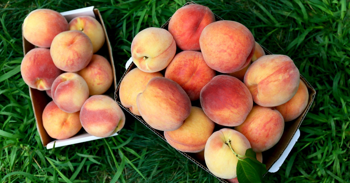 5 benefici delle pesche per la salute